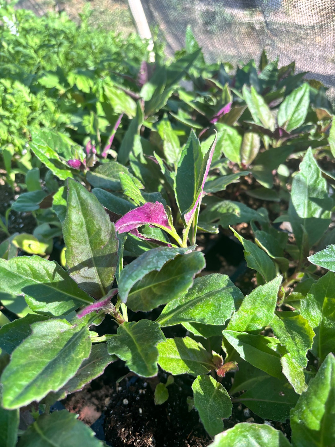 Okinawa Spinach, 2 Well Rooted Plant - Etsy