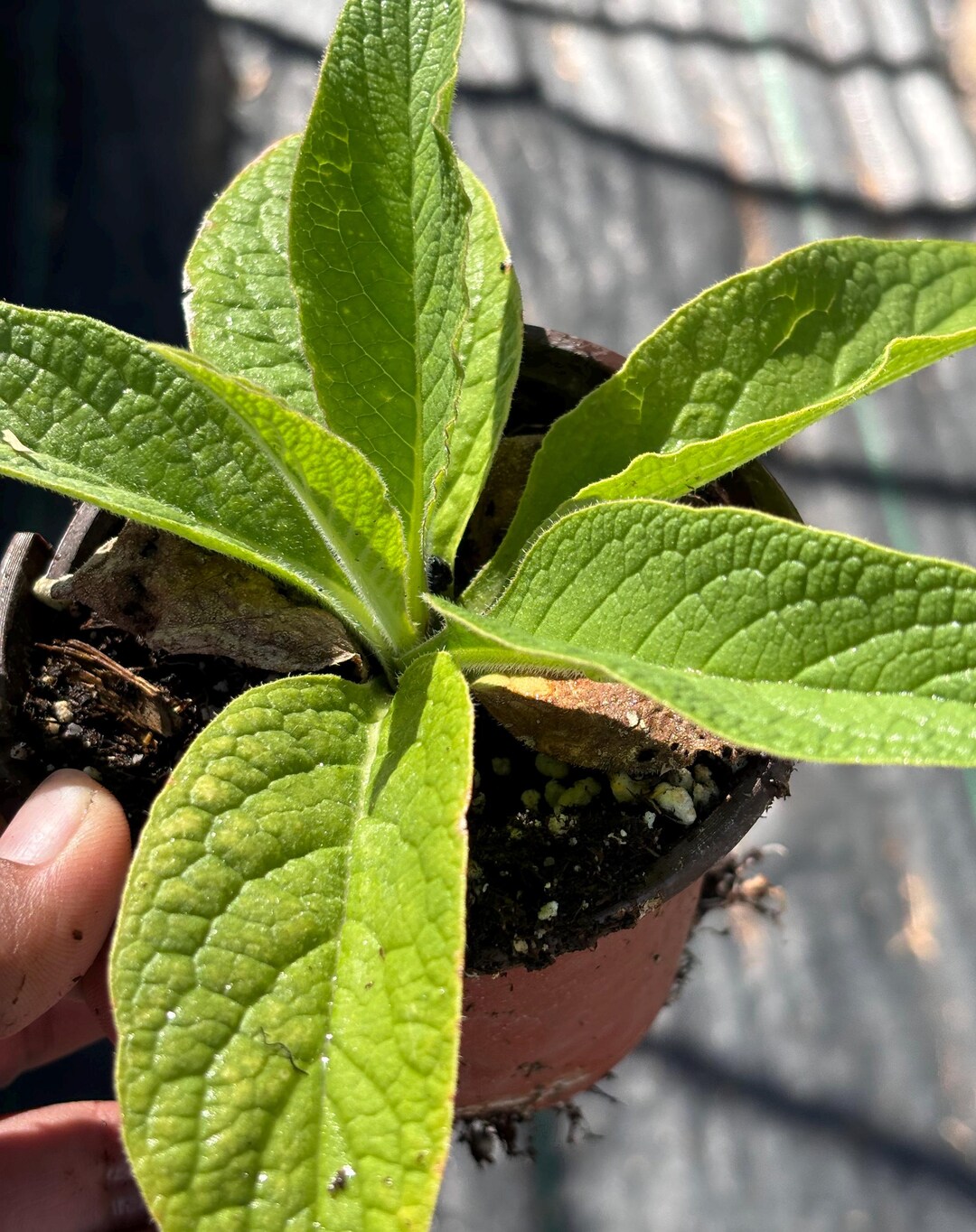 Comfrey Plant- 4 Inch Starter Plant-native-medicinal-symphytum ...