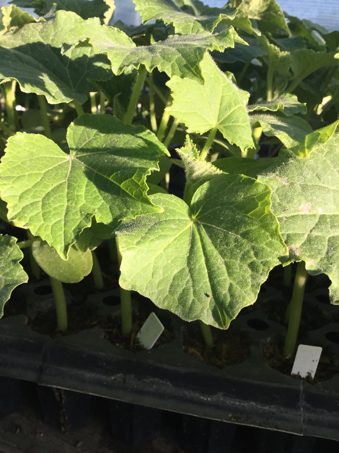 Lemon Cucumber Live Plant- Plant Plugs- - Etsy