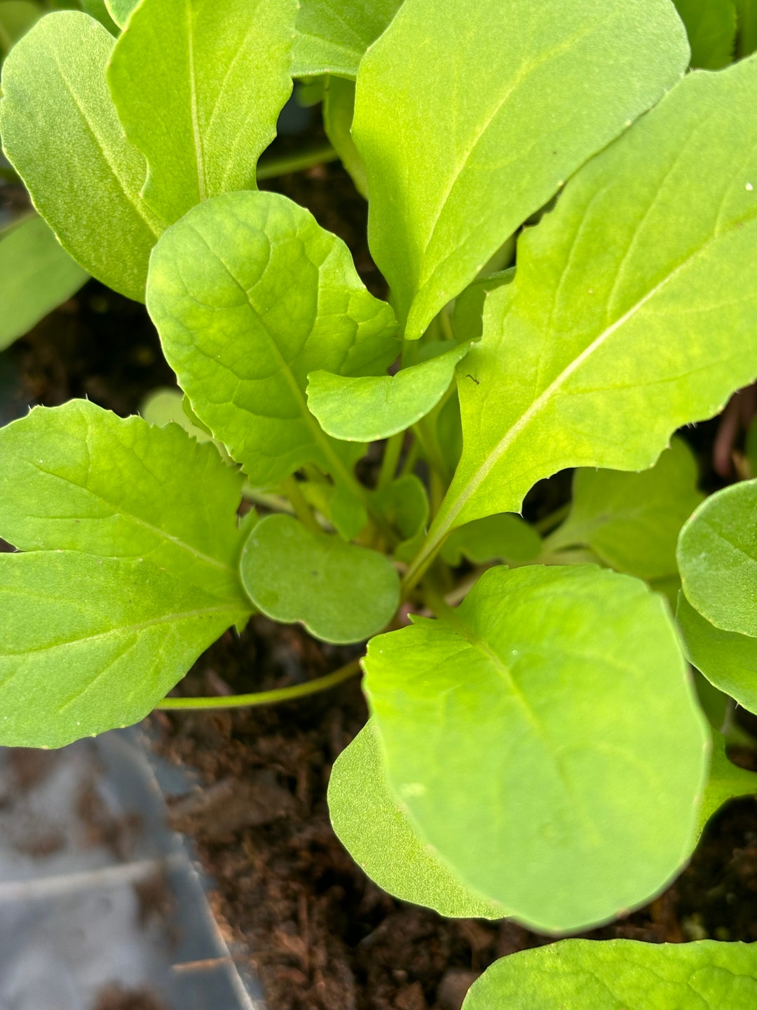 Live Arugula Plant Sprout/rocket/eruca Sativa/vegetable / Organic Grows ...