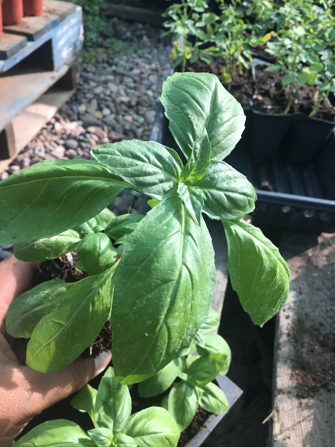 Live Italian Genovese Basil Starts - Etsy
