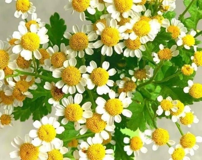 Feverfew Plant, Live Feverfew Plant Starts - Etsy