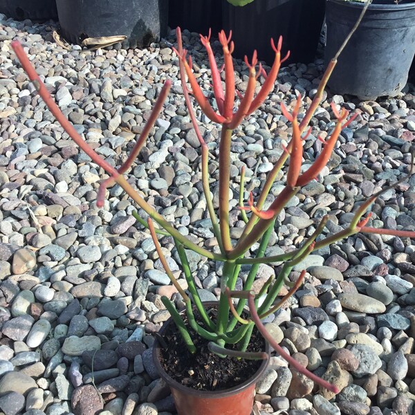 Fire Sticks Succulent - Etsy