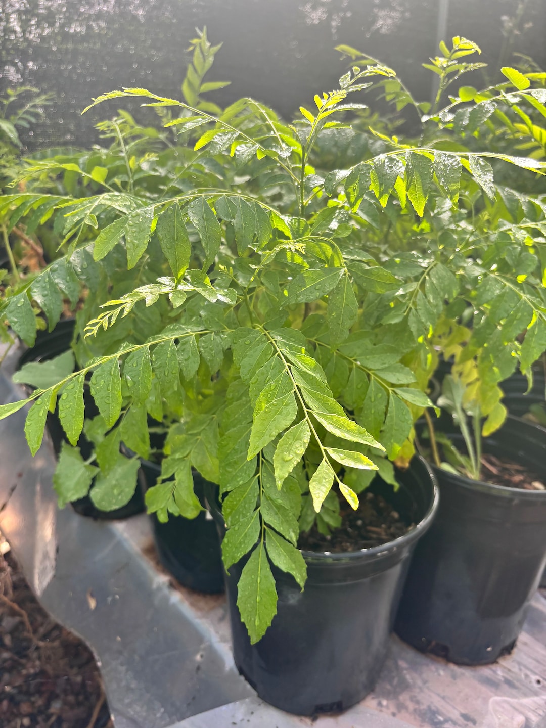 Large Curry Tree Live Plant-murray Koenigii, 1 Ft Tall,sweet Neem, Kadi ...
