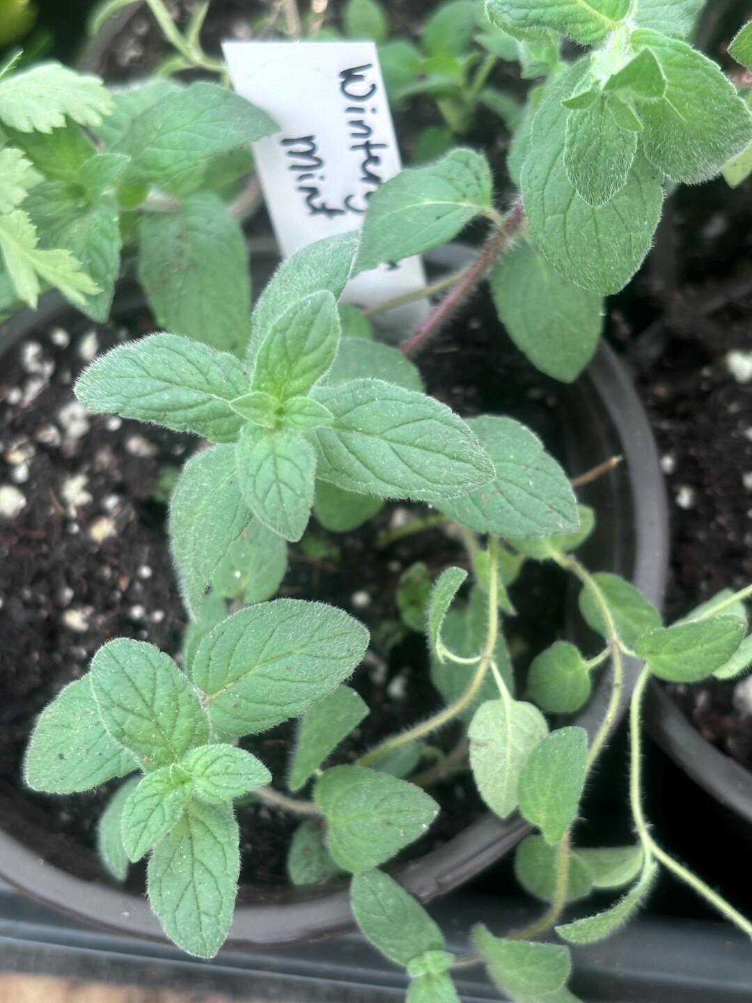 Wintergreen Mint - Etsy