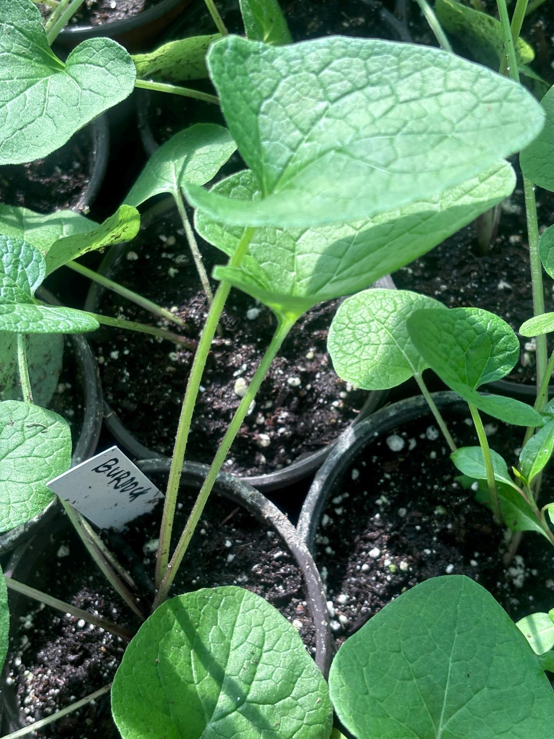 Live Gobo Burdock, Organic, Niu-bang, Arctium Lappa, Burdock Root Plant ...