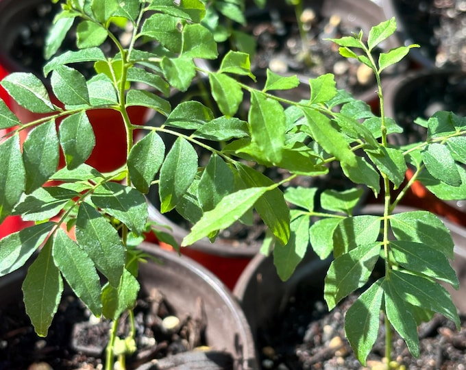 Curry Leaf Tree sweet Neem Live Plant - Etsy