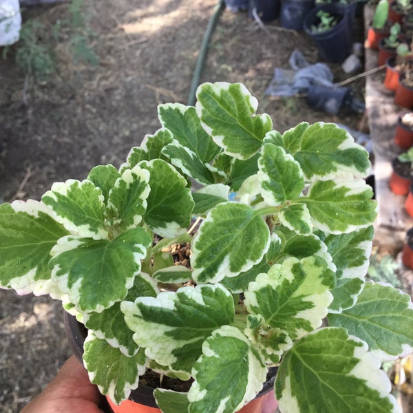 Variegated - Etsy