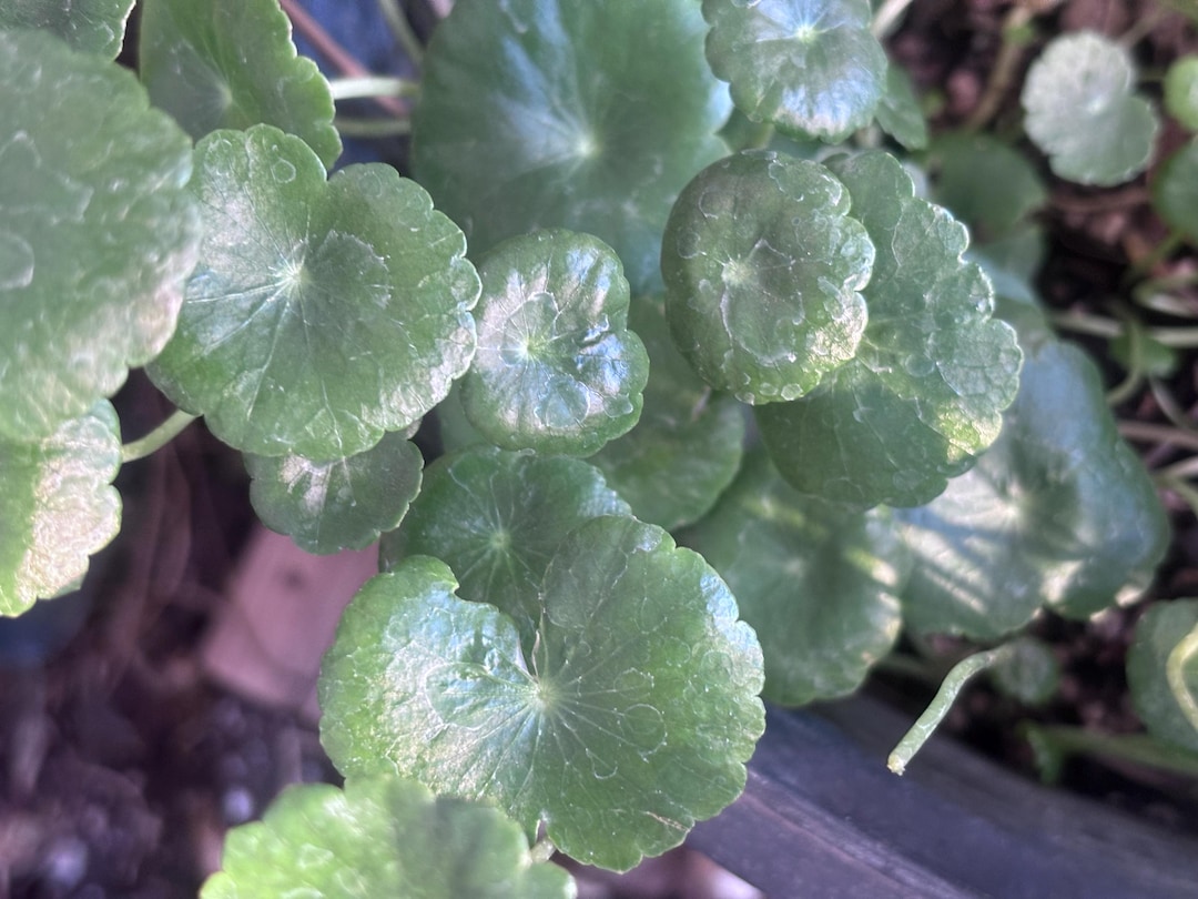 Hydrocotyle Vulgaris Copper Coin Plant, Chinese Coin Plant Marsh ...