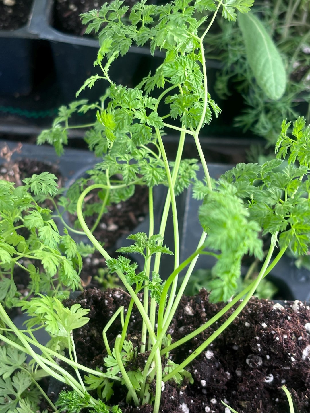 Chervil Plant Starts, Curled Chervil - Etsy