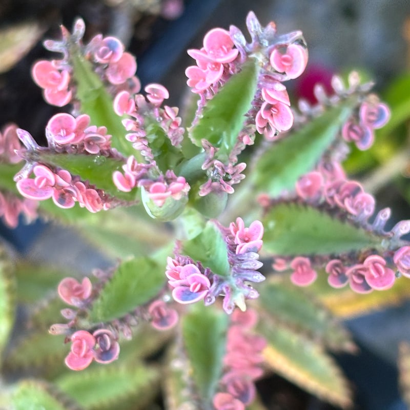 Variegated Kalanchoe - Etsy