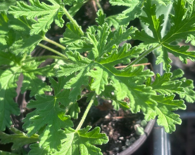 Citronella Plant, Mosquito Plant, 4" Pot - Etsy