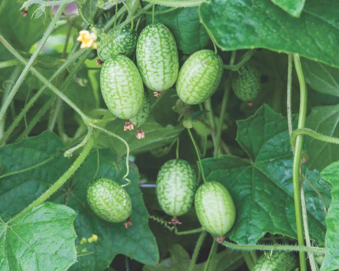 Cucamelon Plant Starts,mouse Melon, Tiny Cucumbers, Melothria Scabra ...