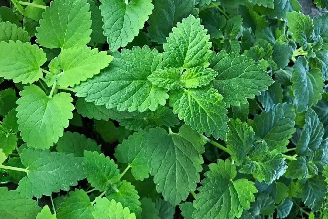 Catnip Plant- Live Catnip Starts - Etsy