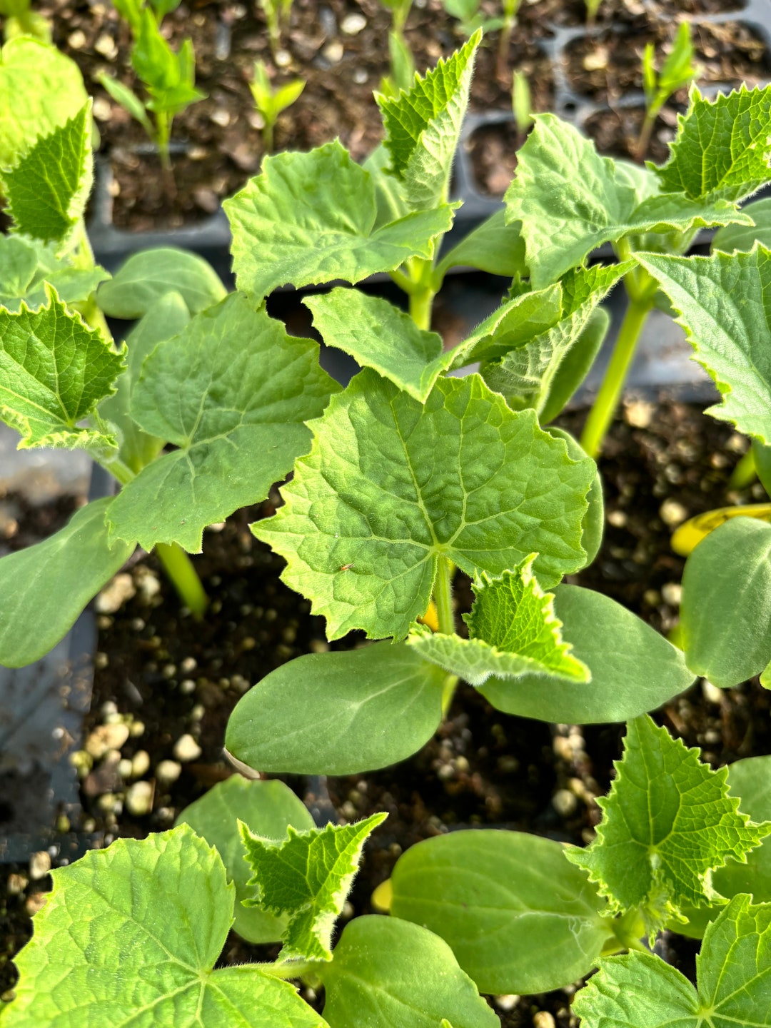Live Straight 8 Cucumber Plug- Plant Starts- Tasty Cucumber - Etsy