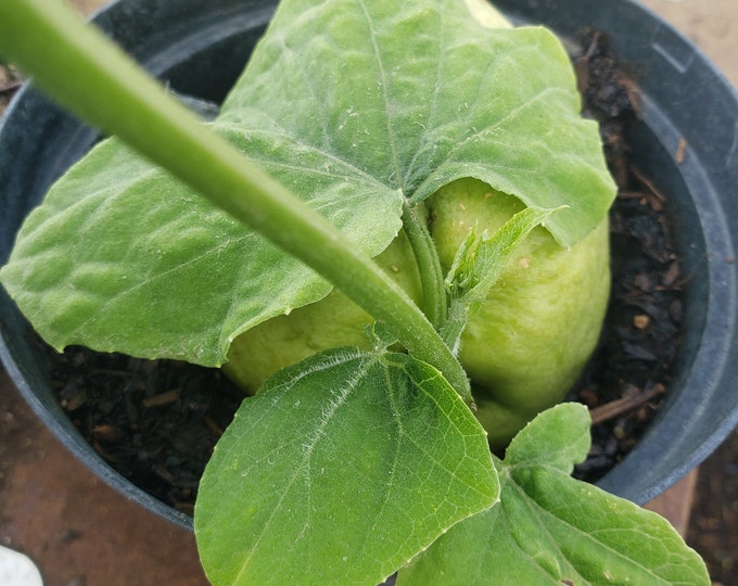 Chayote Squash/ 6” Pot Live Plant Ready to Plant - Etsy