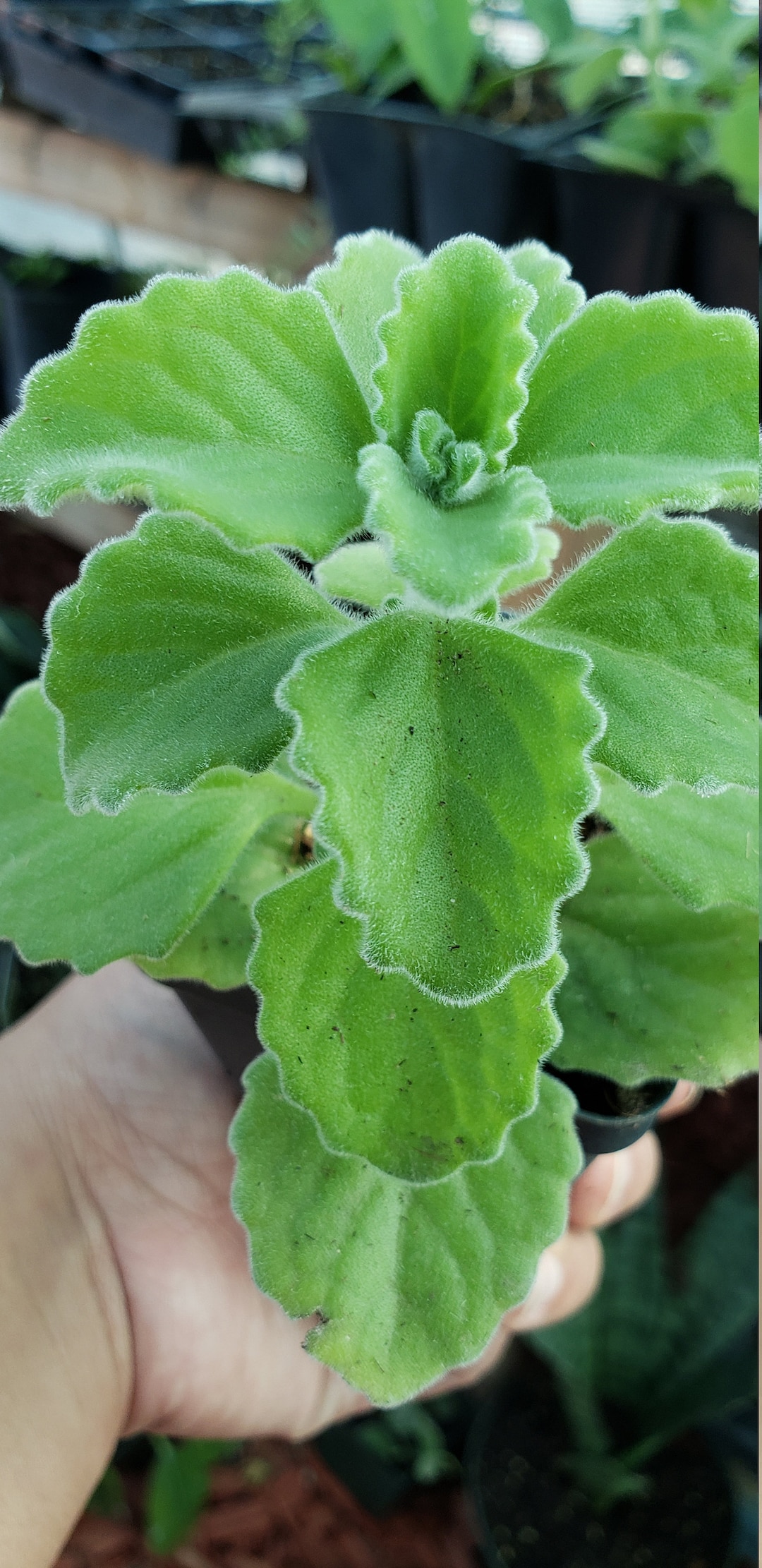 Vicks Plant Starts - Etsy