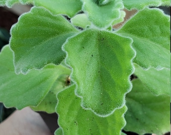 Vicks Plant, Plectranthus Tomentosa, Rare Herb/ Succulent With Pleasant ...