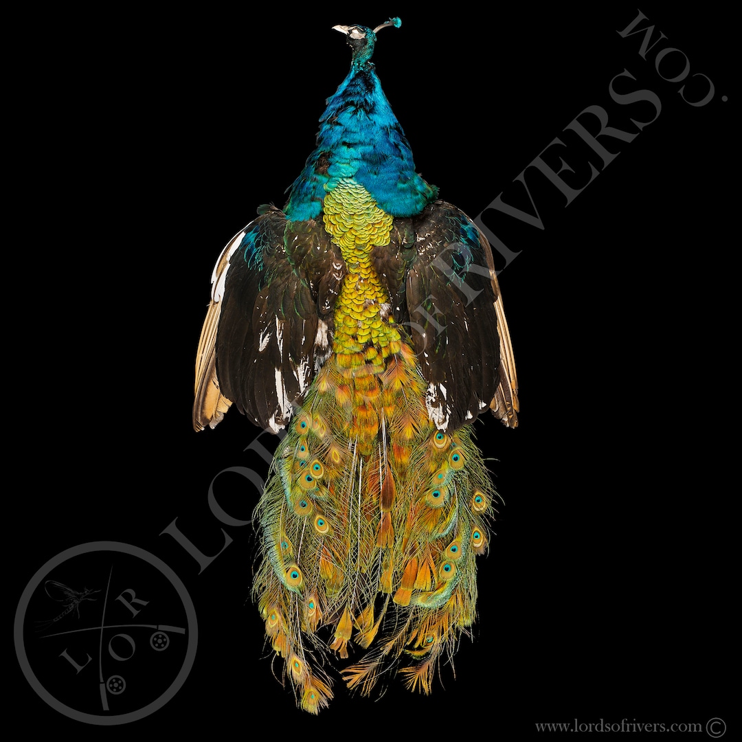 Black Shouldered Peacock-peacock Nigripenne - Full Skin - Full Skin ...