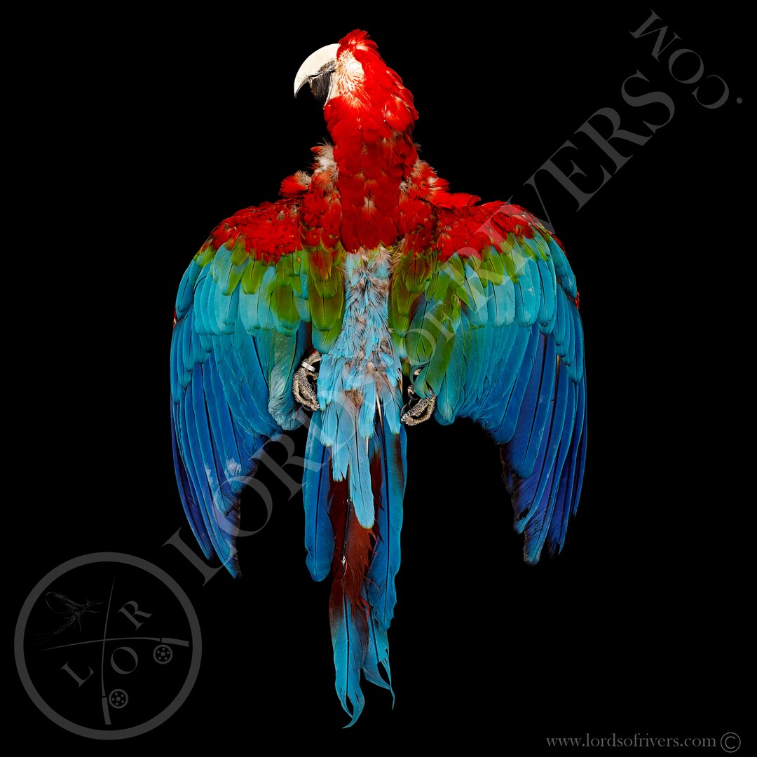 Red-and-green Macaw chloropteran Macaw Green-winged Macaw Full Skin ...