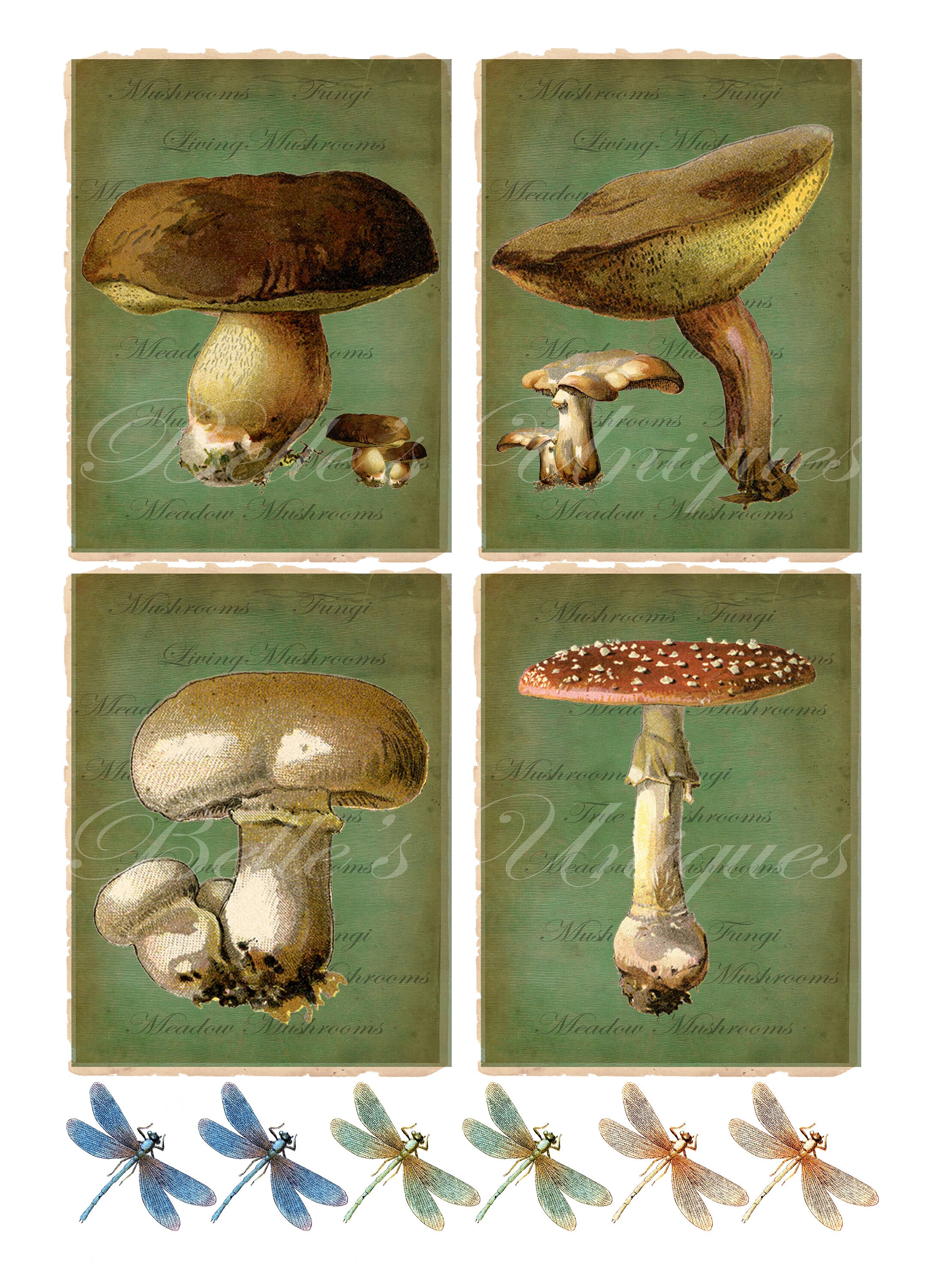Mushrooms & Dragonfly Ephemera, Digital Kit for Downloading. - Etsy
