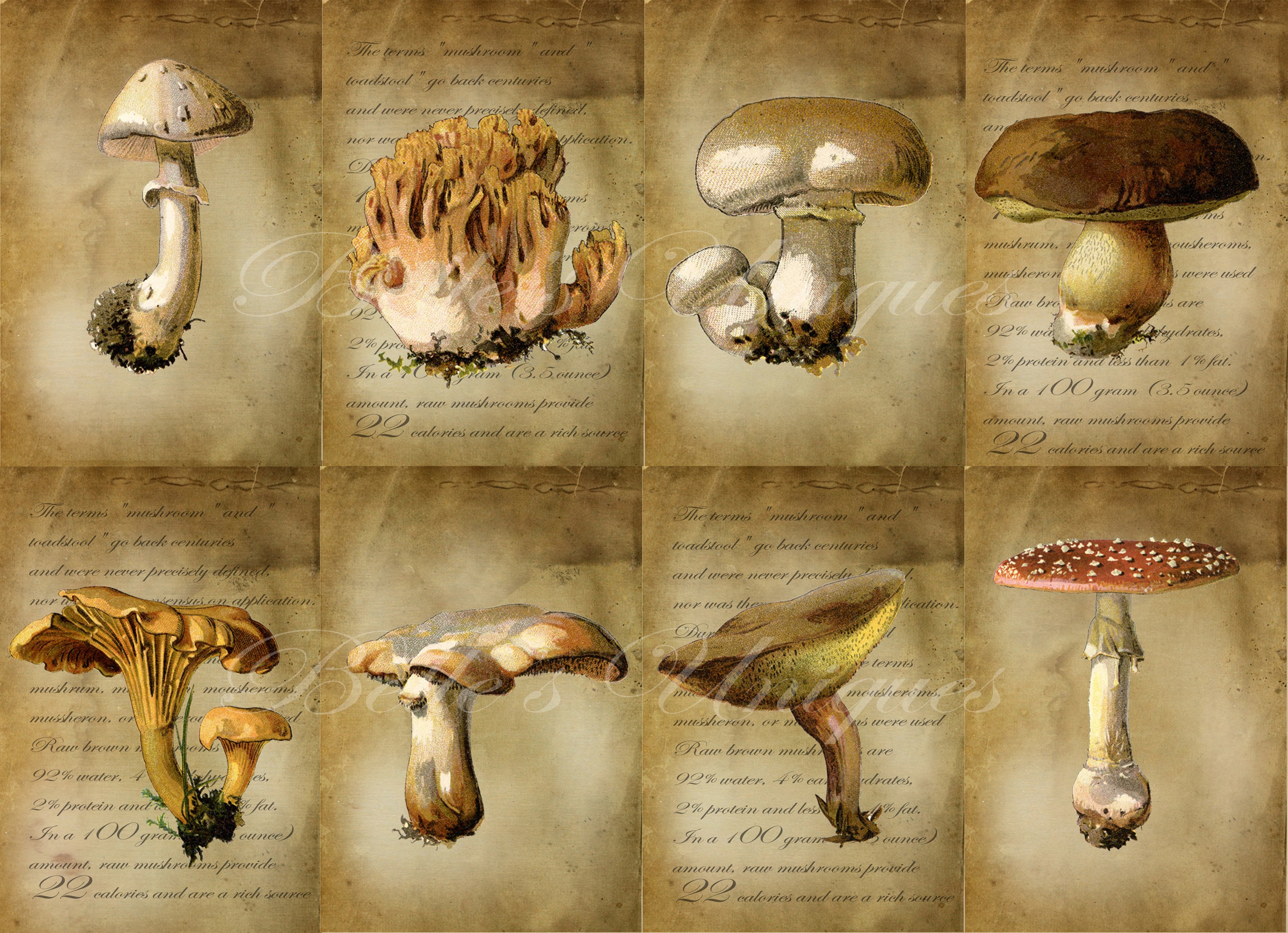 Mushrooms & Dragonfly Ephemera Digital Kit for Downloading. - Etsy