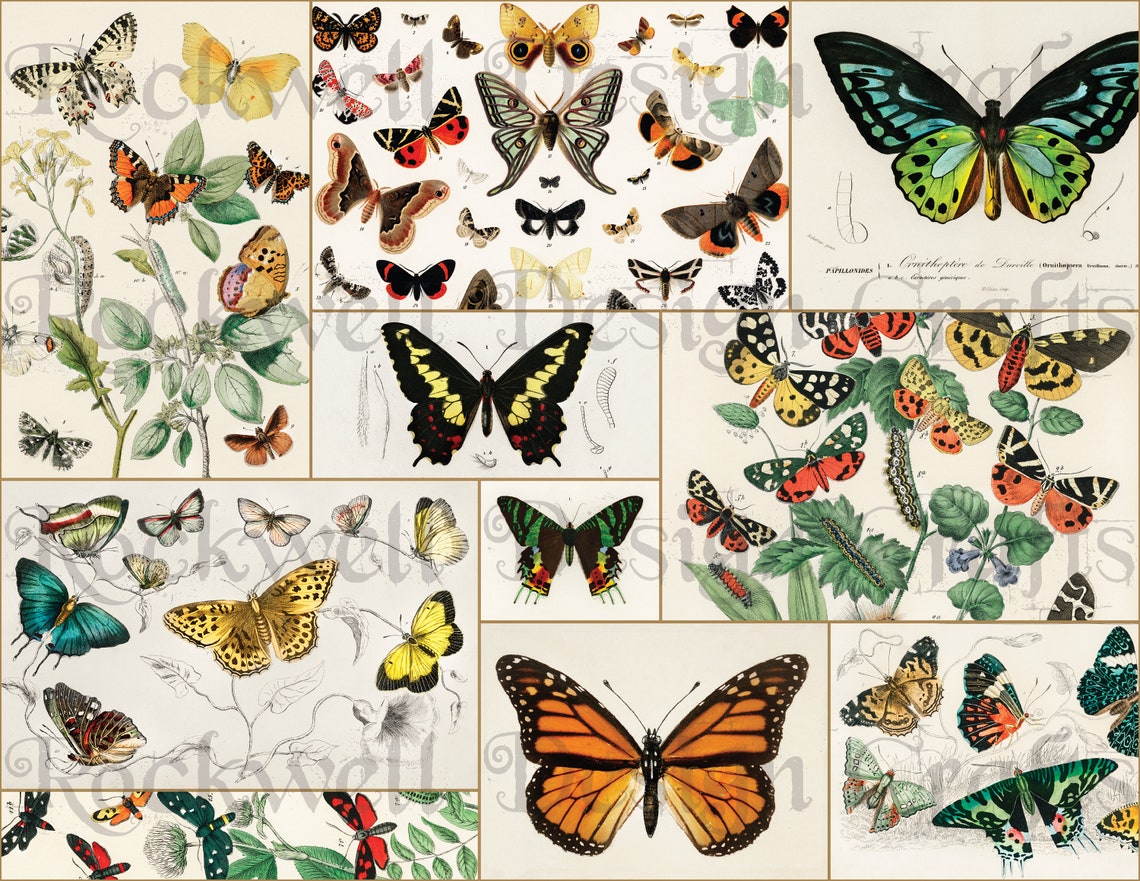 Butterflies and Moths Collage Sheets printables Junk | Etsy