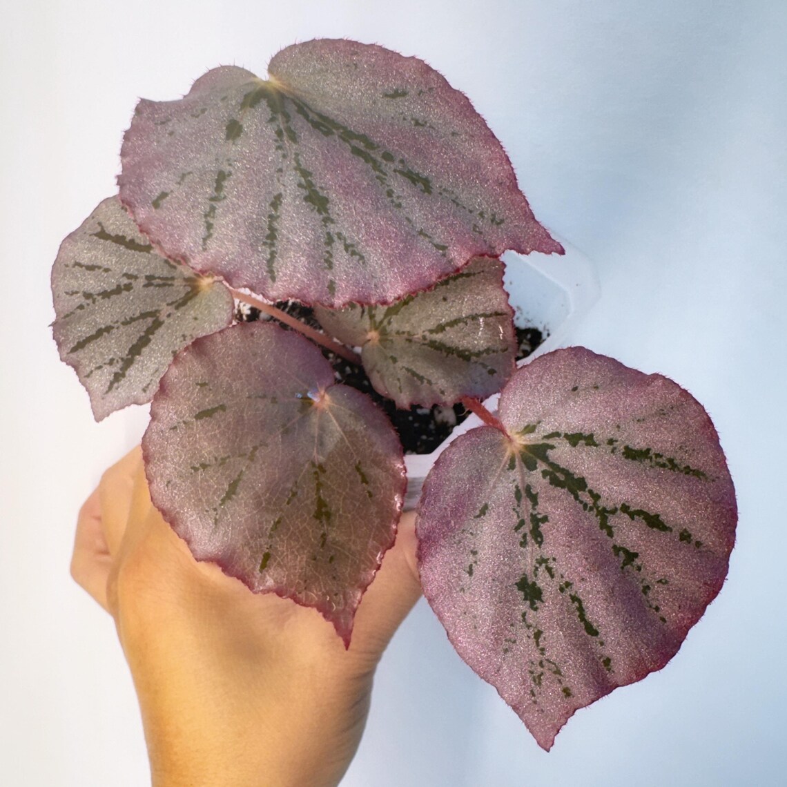 Begonia U192 ‘martin’s Mystery’ | Live Indoor House Plant - Etsy