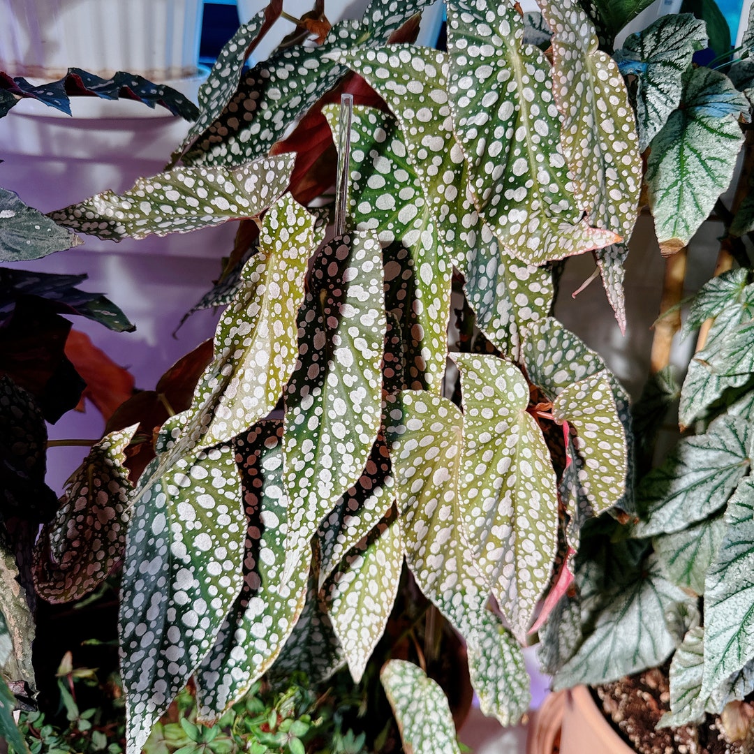 Angel Wing Begonia ‘white Ice’ Aka ‘cracked Ice’ | Live Indoor House ...
