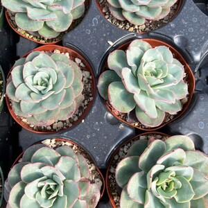 Echeveria Atlantis Rare Succulent Live Plant - Etsy