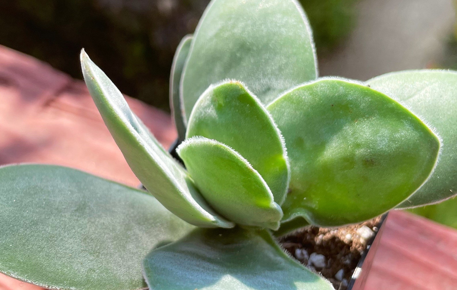 FREE Shipping | Propeller Plant | Crassula Falcata | Rare Succulent ...
