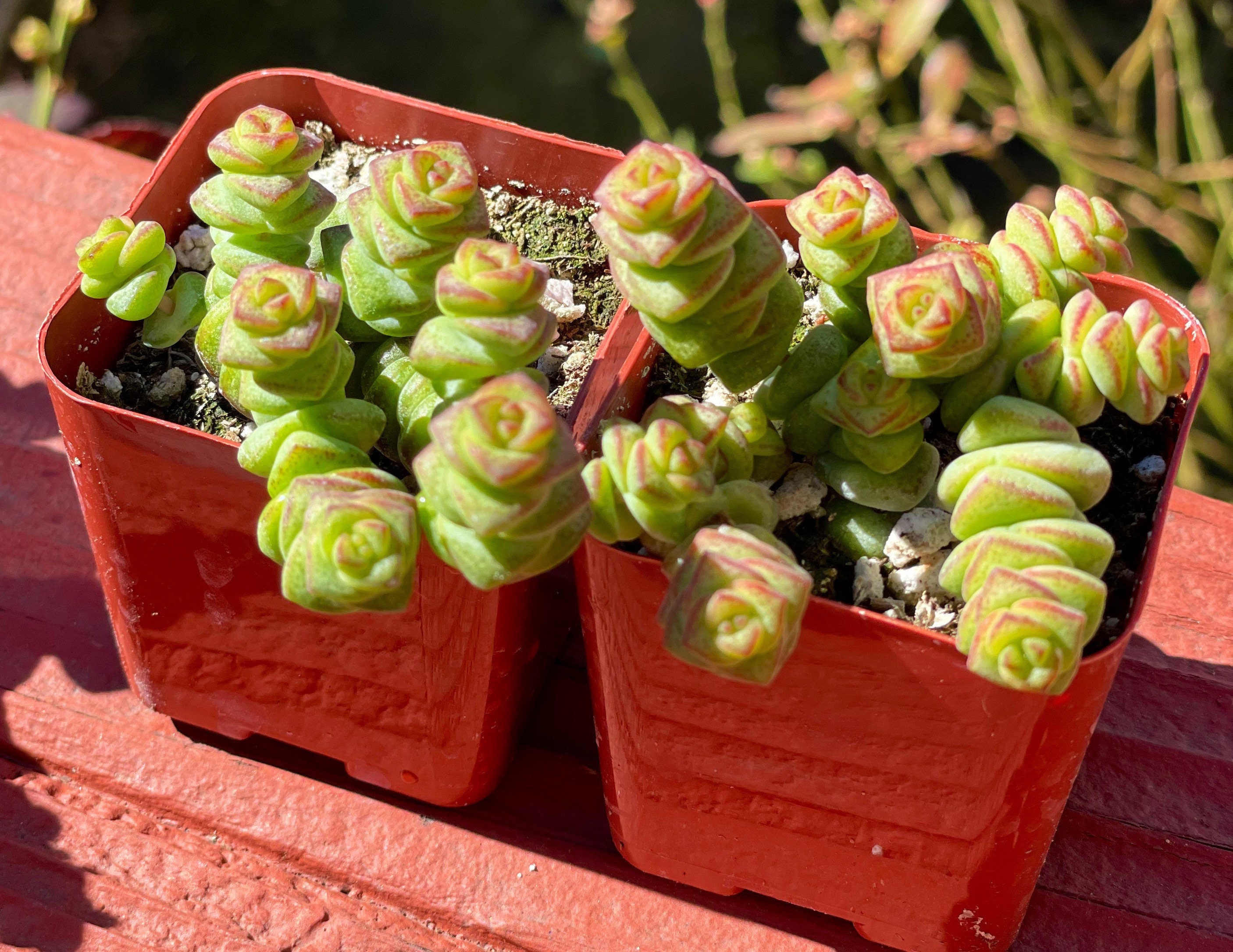 FREE Shipping |crassula Baby Necklace | Rare Succulent Live Succulent ...