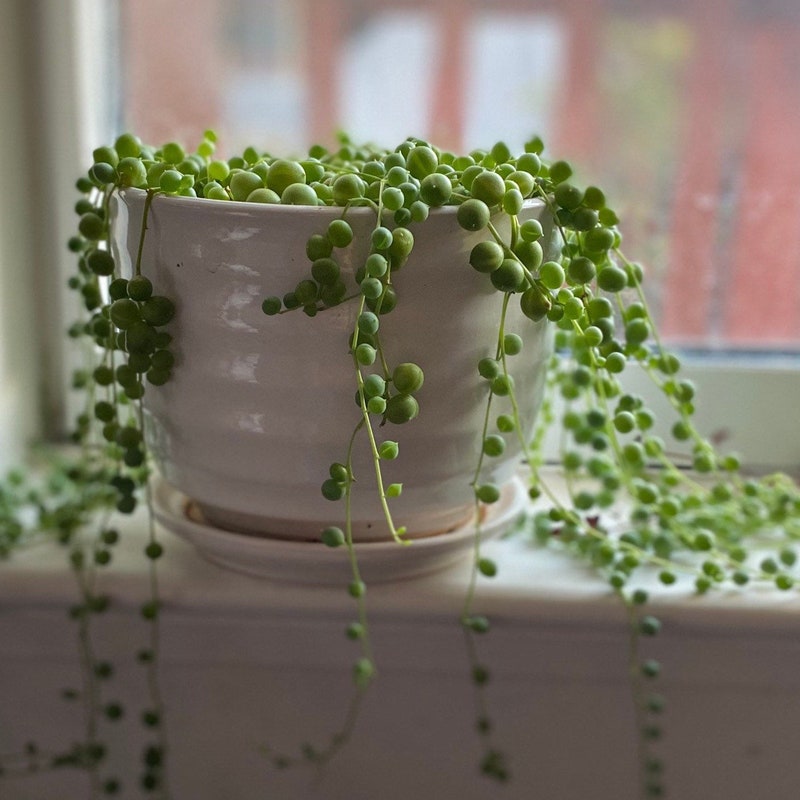 String of Pearls Succulent - Etsy