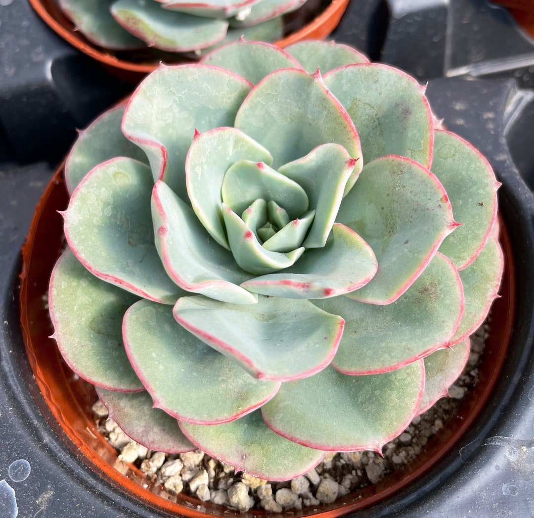 Echeveria Atlantis Rare Succulent Live Plant - Etsy
