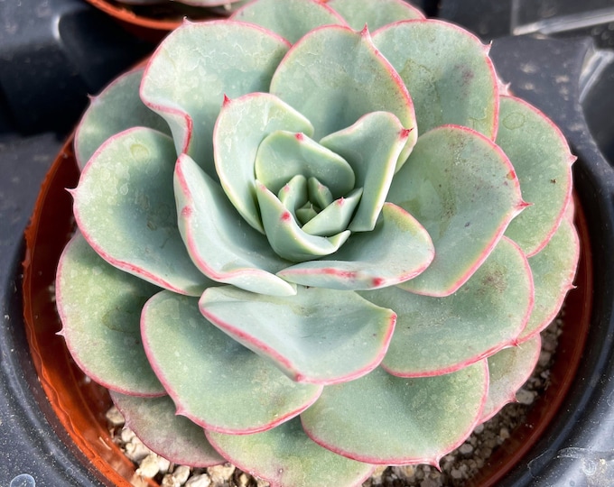 Echeveria Atlantis Rare Succulent Live Plant - Etsy