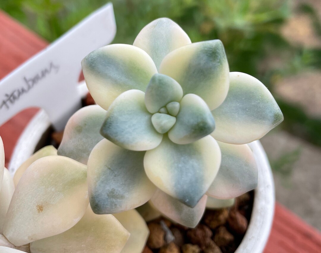 Graptoveria Titubans Variegated | Rare Succulent Live Plant - Etsy