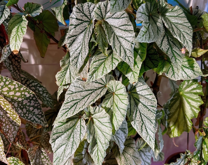 Angel Wing Begonia ‘don Miller’ Aka Frosty | Live Indoor House Plant - Etsy