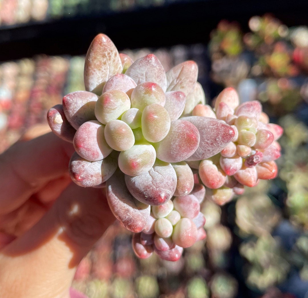 Pachyveria Angel Finger Tree Cluster Rare Succulent Live - Etsy