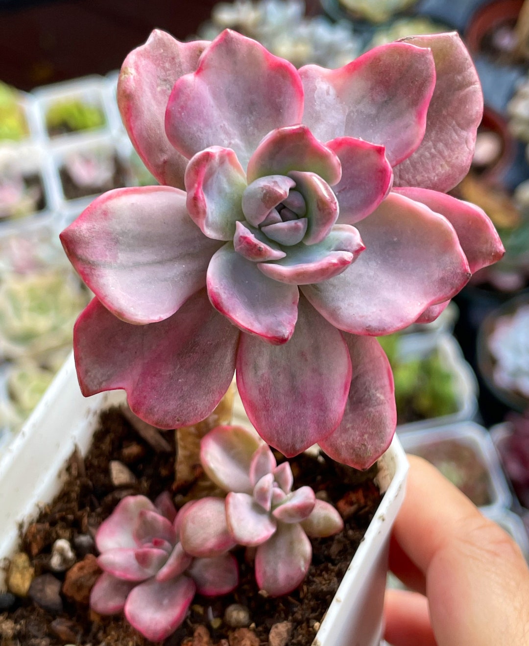 FREE Shipping |graptoveria Mrs Richard | Rare Succulent Live Plant - Etsy