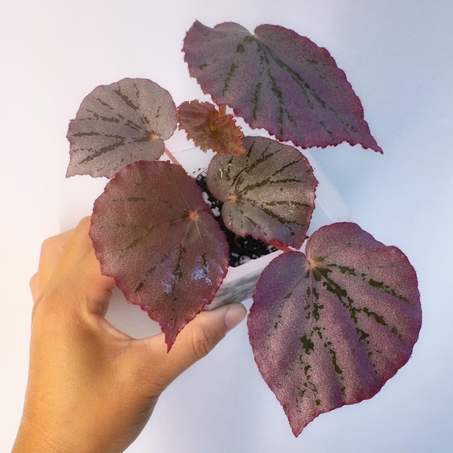 Begonia U192 ‘martin’s Mystery’ | Live Indoor House Plant - Etsy