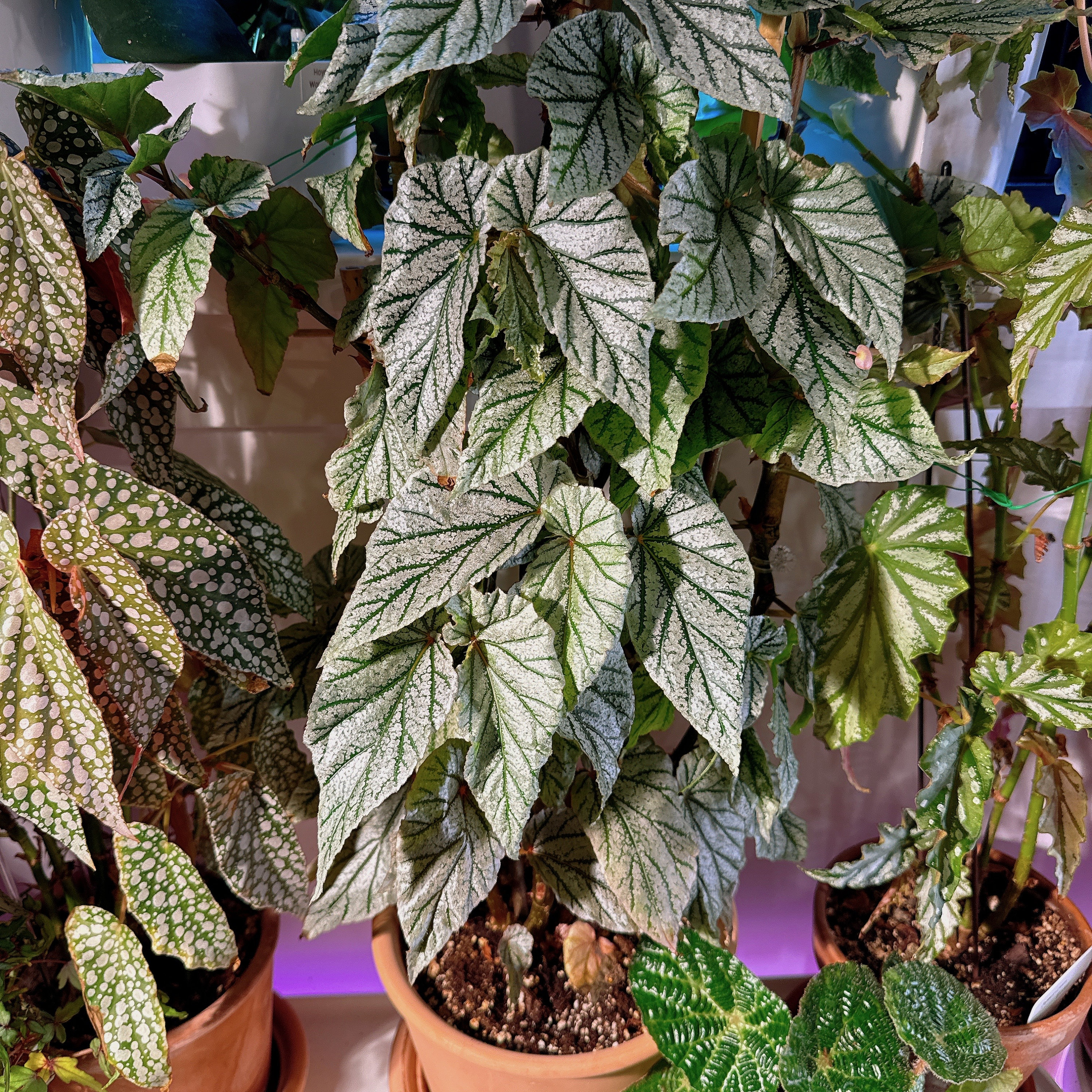 Angel Wing Begonia ‘don Miller’ Aka Frosty | Live Indoor House Plant - Etsy