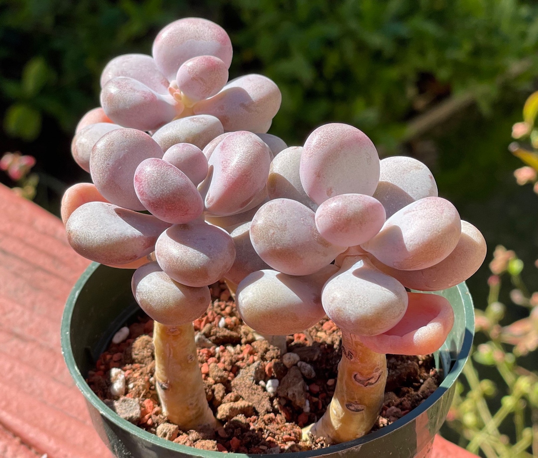 Pachyphytum Oviferum Pink Cream Stone Tree Rare Succulent Live Plant 美人 ...