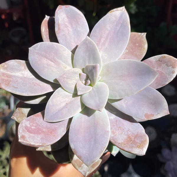 Superbum Succulent - Etsy