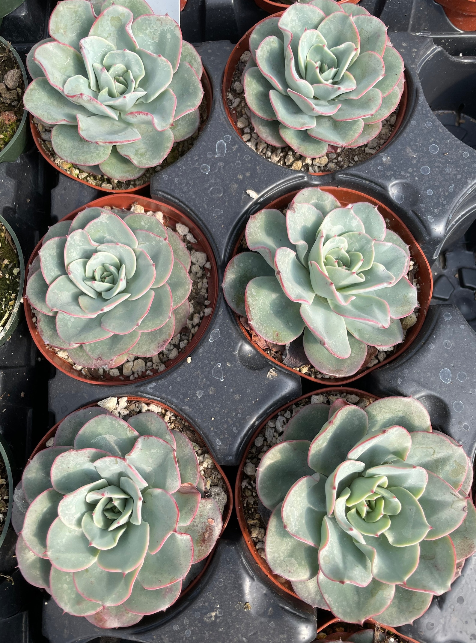 Echeveria Atlantis Rare Succulent Live Plant | Etsy