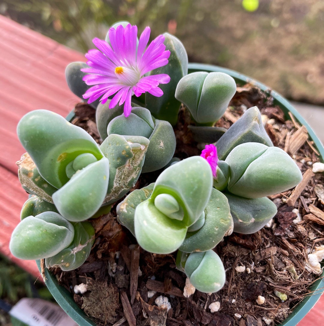Gibbaeum Dispar Cluster Rare Succulent Weirdo Plant - Etsy