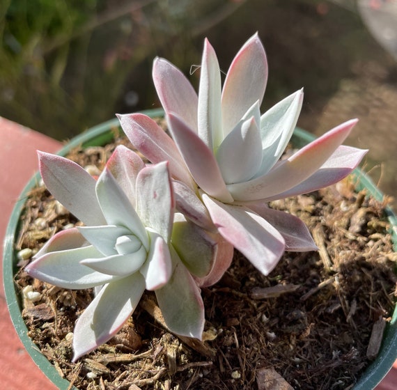 Dudleya Brittonii Flowers