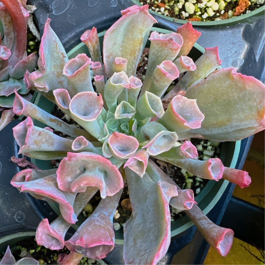 FREE Shipping |echeveria Trumpet Pinky | Rare Succulent Live Plant - Etsy