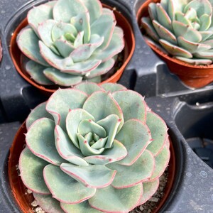 Echeveria Atlantis Rare Succulent Live Plant - Etsy