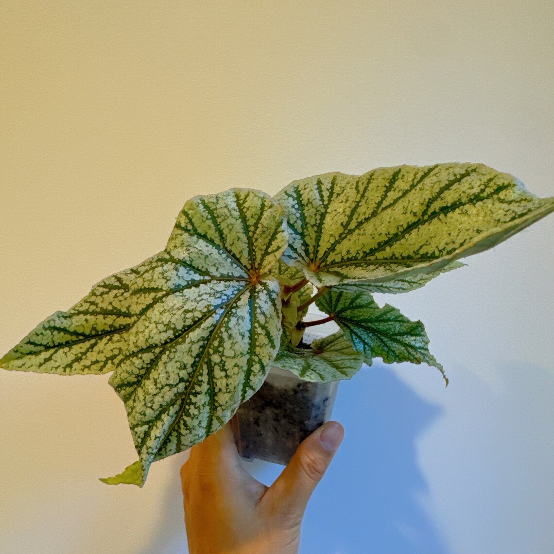 Angel Wing Begonia ‘don Miller’ Aka Frosty | Live Indoor House Plant - Etsy