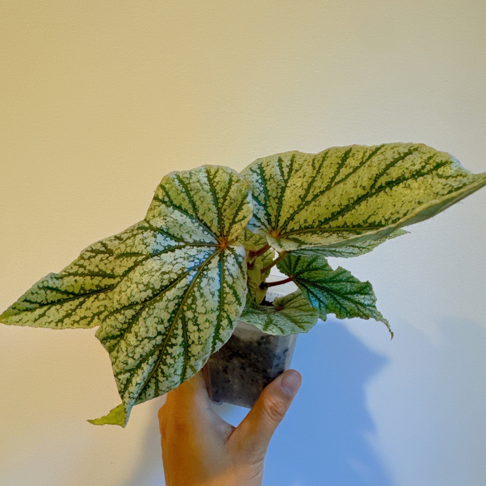 Angel Wing Begonia ‘don Miller’ Aka Frosty | Live Indoor House Plant - Etsy